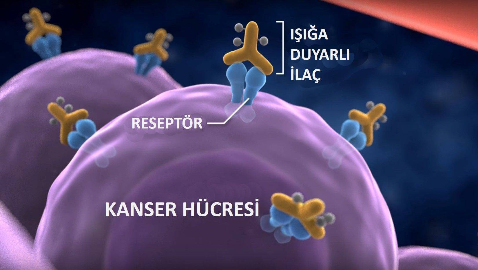 Fotoimmünoterapi: Kanserde Hedeflenmiş İmmünoterapi Yöntemi | Prof. Dr ...