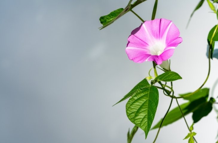 Flebit (Damar İltihabı) ve İnfiltrasyon (Sızıntı) Nedir? | Prof. Dr ...