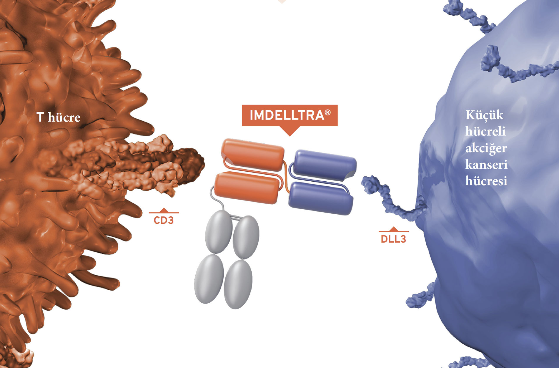 IMDELLTRA (tarlatamab) Hazırlama ve Uygulama Kılavuzu: Adım Adım Rehber ...