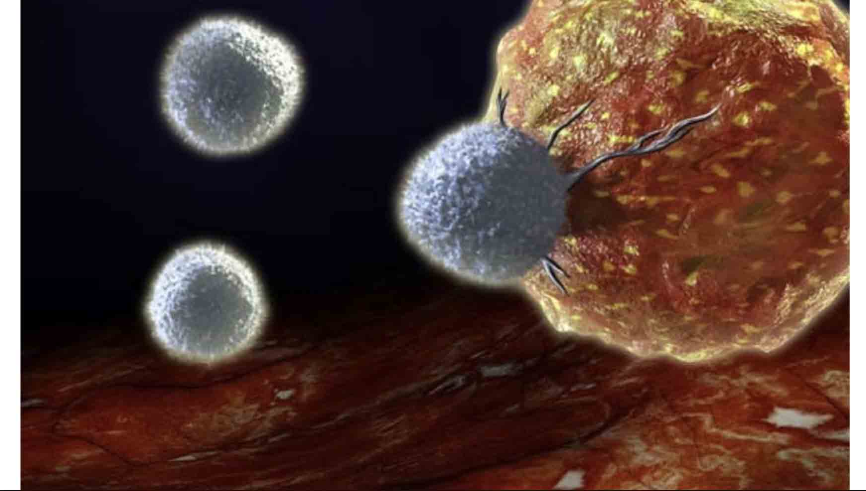 Timus 1961 – T Hücrelerinin Olgunlaşmasından Sorumlu Organ | Prof. Dr ...