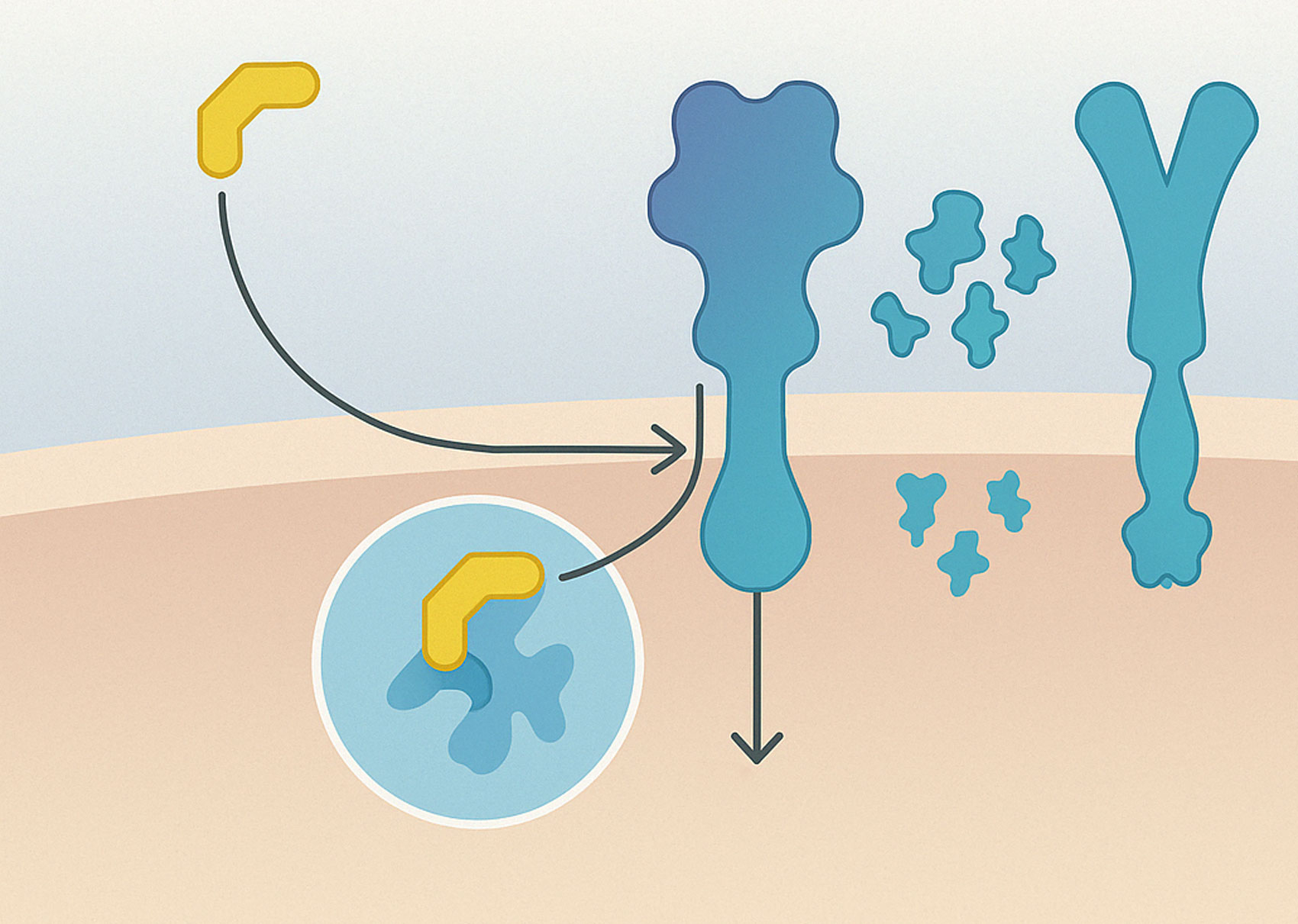 Tucatinib (Tukysa) Nedir? FDA Onayı, Türkiye Ruhsatı ve Geri Ödeme ...