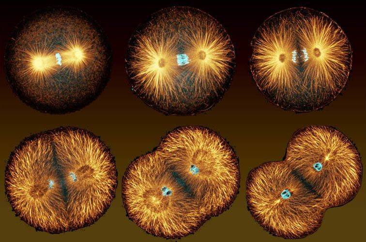 Mitoz bölünme nedir? Kanserin olmazsa olmazı! | Prof. Dr. Mustafa ÖZDOĞAN