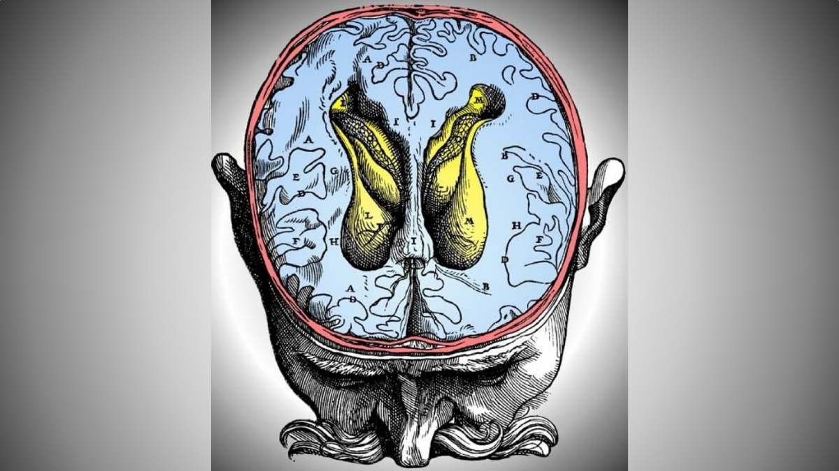 Beyin Omurilik Sıvısı 1764 - Renksiz Berrak Sıvı | Prof. Dr. Mustafa ...