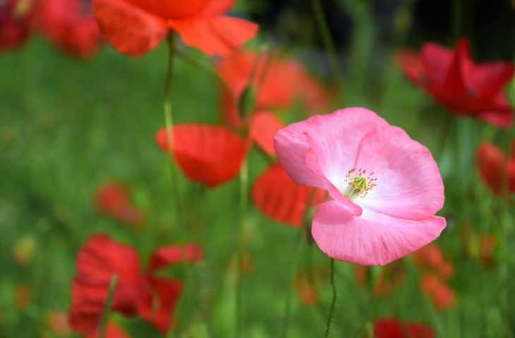 Erken Evre Meme Kanseri Tedavisi için Abemasiklib FDA Onayı Aldı | Prof ...