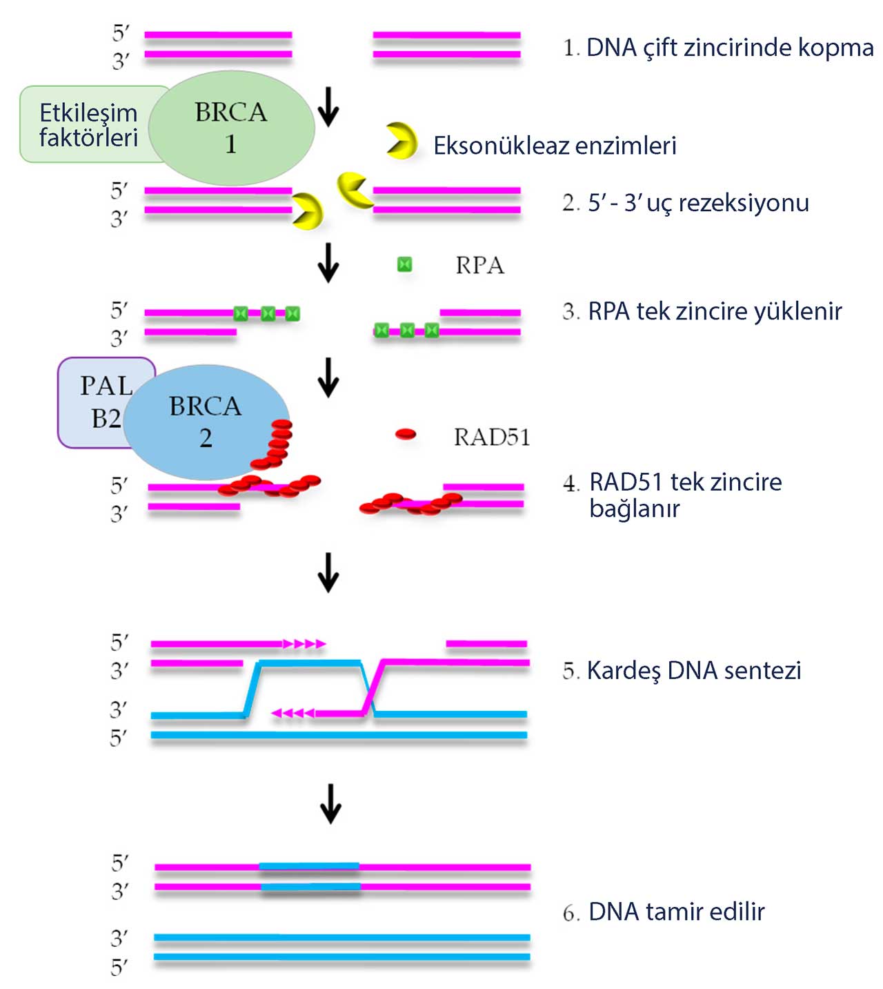 Homolog Rekombinasyon Eksikliği Nedir? Nasıl Test Edilir ve Kanserde ...