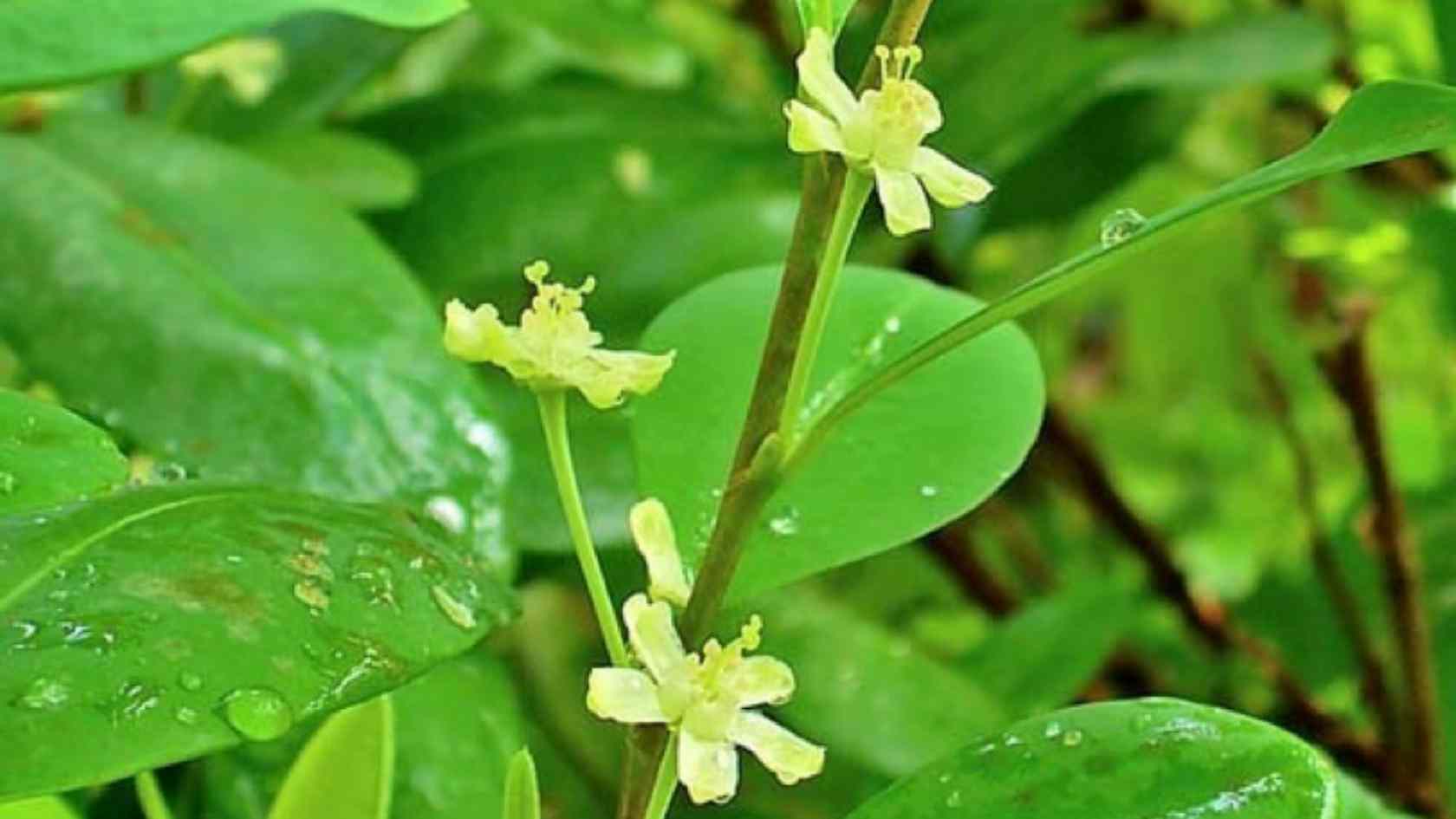 Lokal Anestezi Olarak Kokain 1884 – Acıyı Engelleyen Bitki | Prof. Dr ...